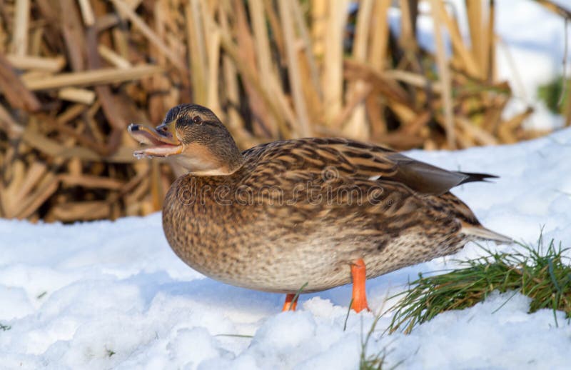 Laughing Duck in the snow stock photo. Image of colourful - 48501580