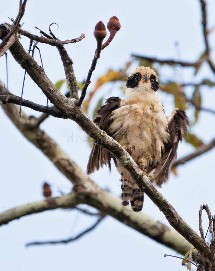 Laughing Falcon stock photo. Image of creatures, fauna - 26913370