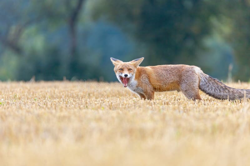 Laughing Fox is Posing in a Field Stock Image - Image of young, green ...