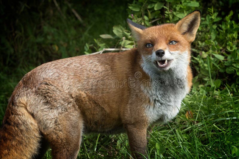 The laughing fox stock image. Image of alert, canidae - 77268611