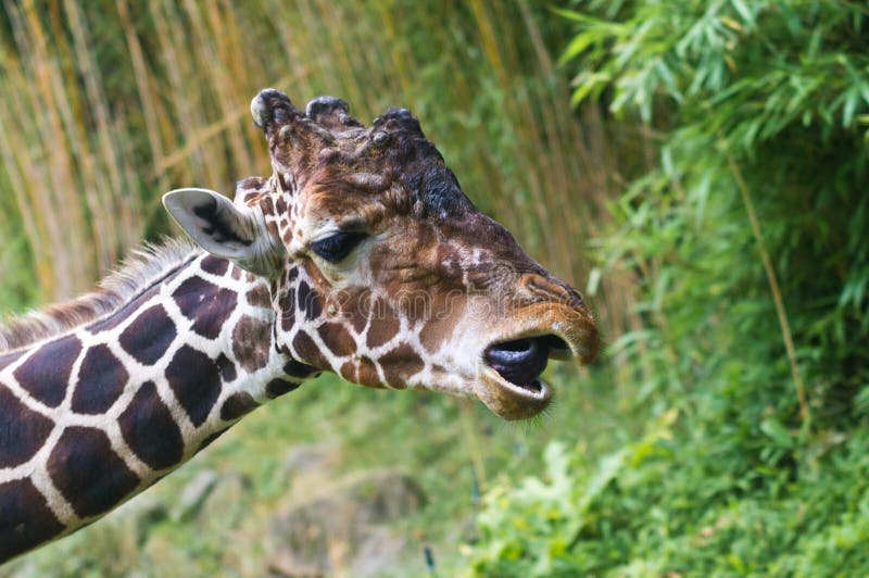 Laughing giraffe stock image. Image of laughter, blue - 47933969