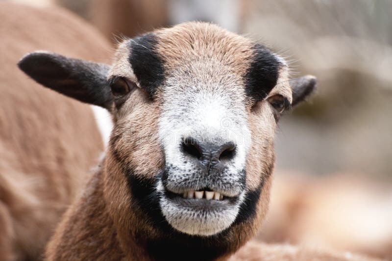 Laughing goat portrait stock image. Image of agriculture - 19393433