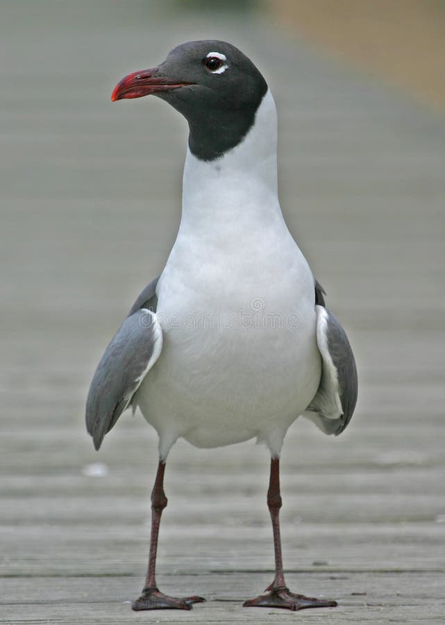 Laughing gull stock image. Image of nature, wing, shores - 1263335