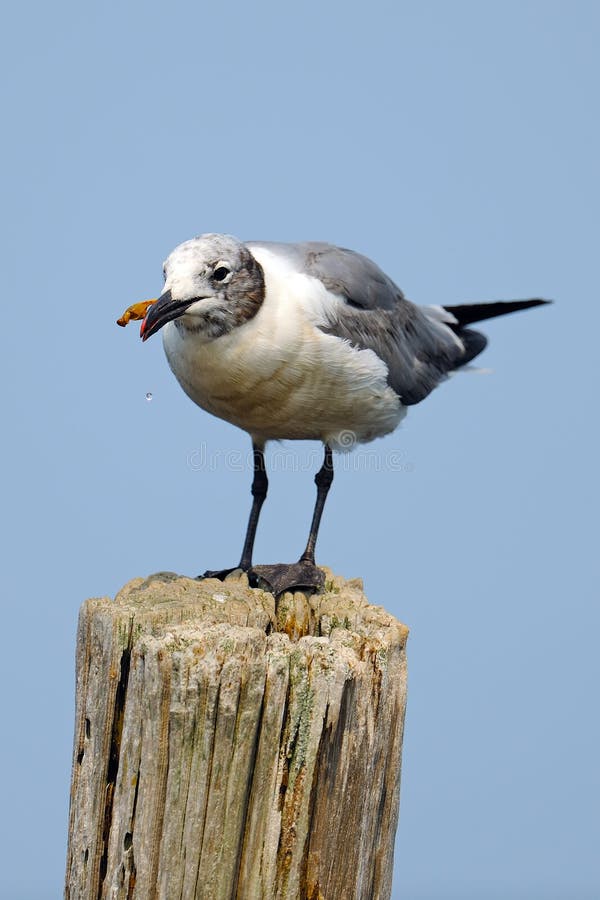 Laughing Gull stock image. Image of shore, wings, nature - 21037833