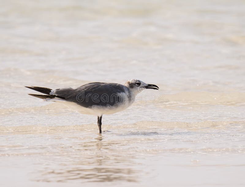Laughing Gull on the Beach in the Yucatan, Mexico Stock Image - Image ...