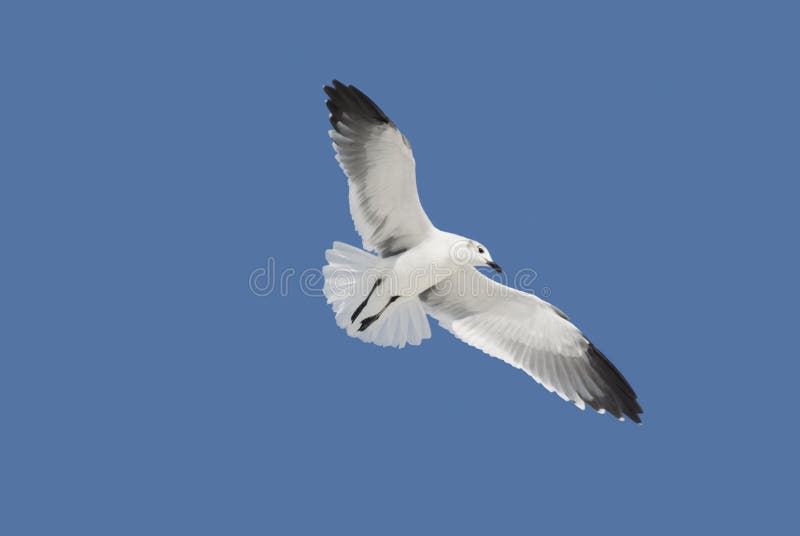 Gull, Wings Spread in Flight Stock Photo - Image of seabird ...