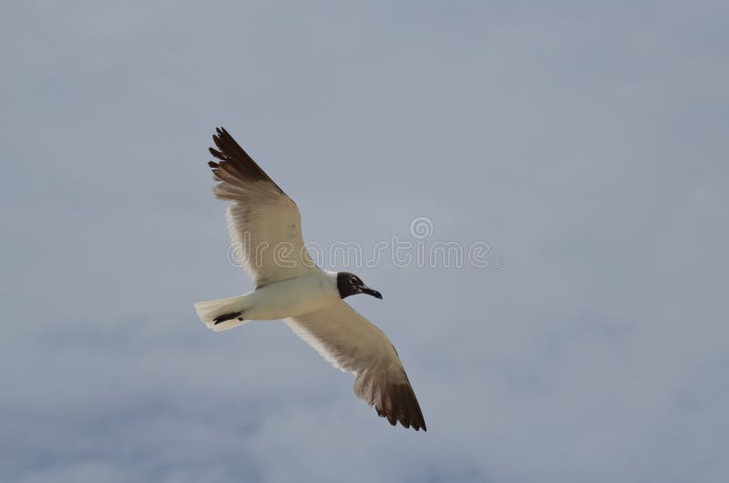 Laughing Gull in Flight with His Wings Spread Stock Image - Image of ...
