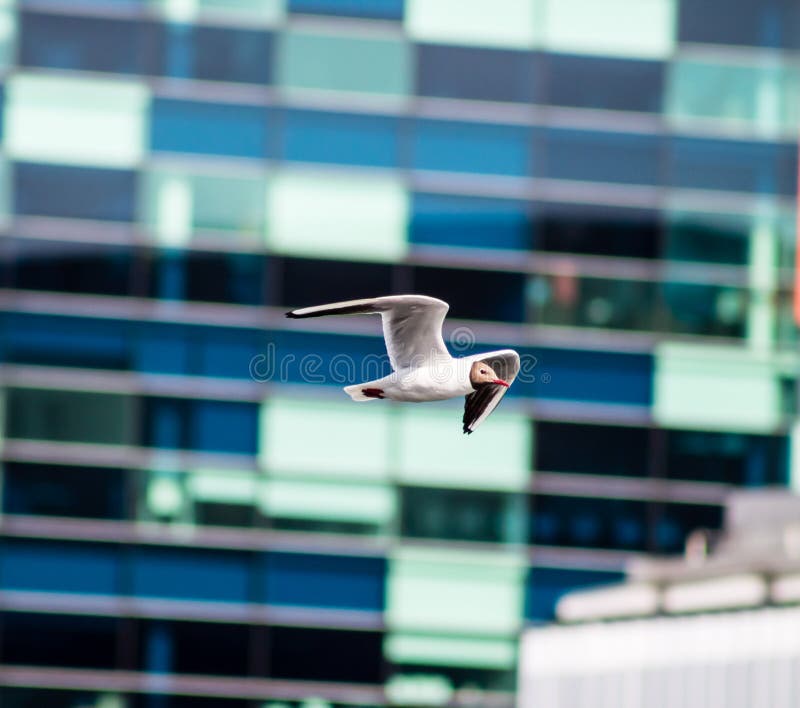 Laughing Gull stock image. Image of summer, flying, animal - 43002757