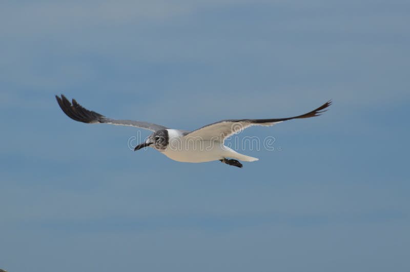 Laughing Gull Flying with Wings Extended in the Sky Stock Photo - Image ...