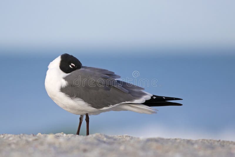 Laughing Gull (Larus Atricilla) Stock Photo - Image of sunny ...