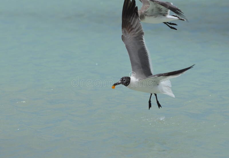 Laughing Gull with an Orange in His Beak Flying Over the Ocean Stock ...