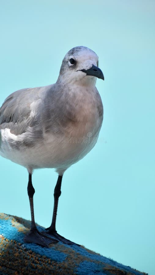 Laughing Gull Standing on a Pier in Aruba Stock Photo - Image of ...