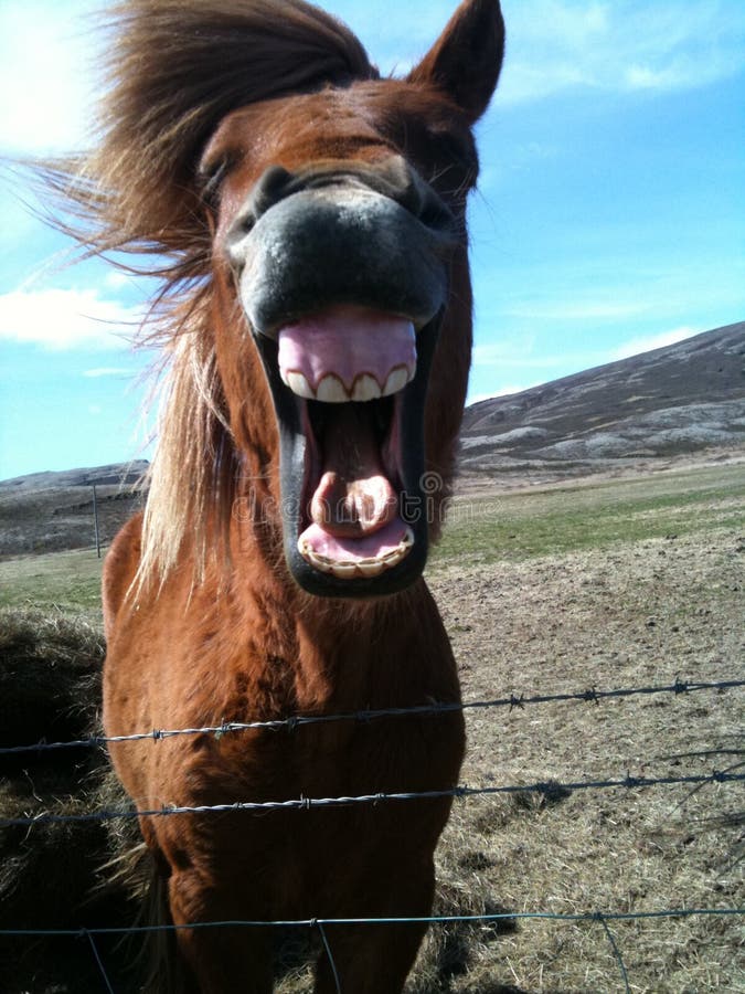 1+ Icelandic laughing horse Free Stock Photos - StockFreeImages