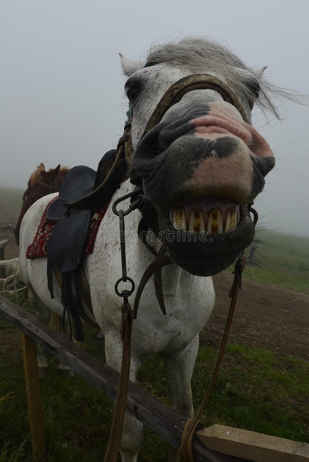 Laughing Horse stock photo. Image of laugh, horselaugh - 77732872