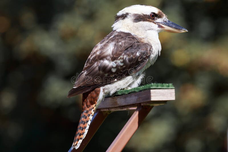 Laughing bird cassowary stock photo. Image of plume, horned - 2736070