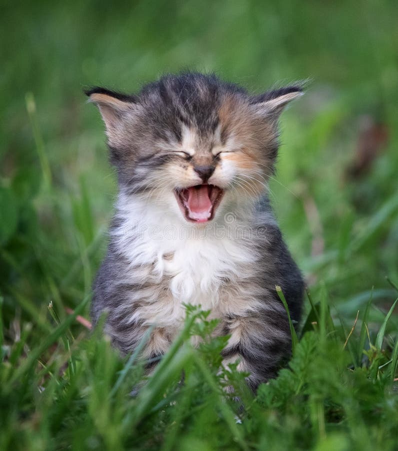 Cat / Kitten Laughing and Waving Stock Photo - Image of isolated ...