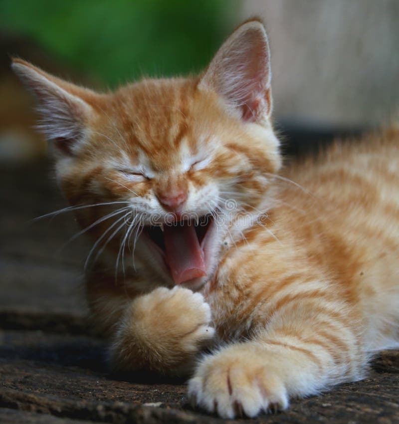 Cat / Kitten Laughing and Waving Stock Photo - Image of isolated ...
