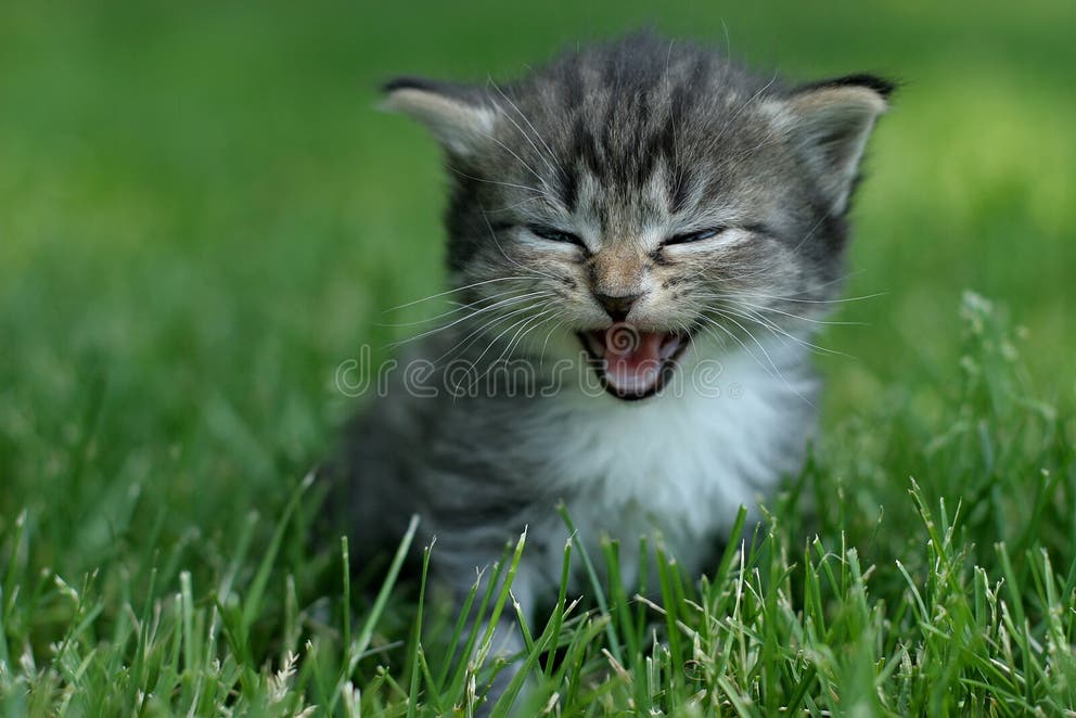 Laughing kitty stock photo. Image of explore, curious - 2594658