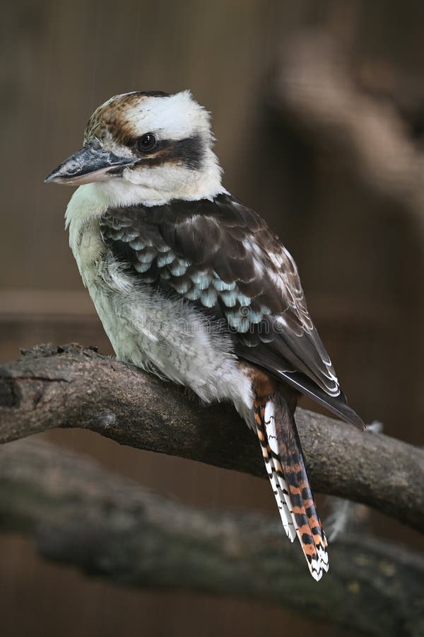 Laughing Kookaburra Animals Birds Zoo Stock Photo - Image of birds ...