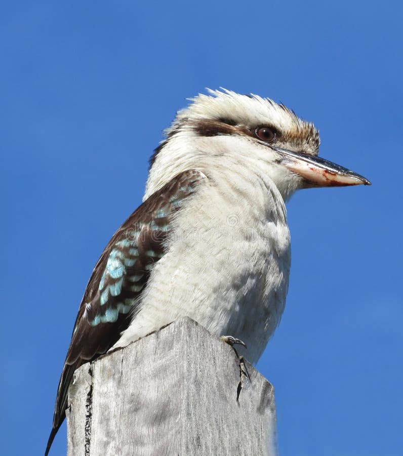 6,066 Bird Laughing Stock Photos - Free & Royalty-Free Stock Photos ...