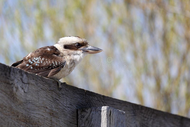 Laughing Kookaburra, Dacelo Novaeguineae Stock Photo - Image of branch ...
