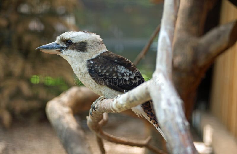 Laughing Kookaburra (Dacelo Novaeguineae) Stock Image - Image of ...