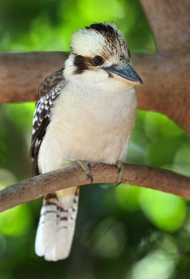 Mackay Airport editorial stock photo. Image of tropical - 22222798