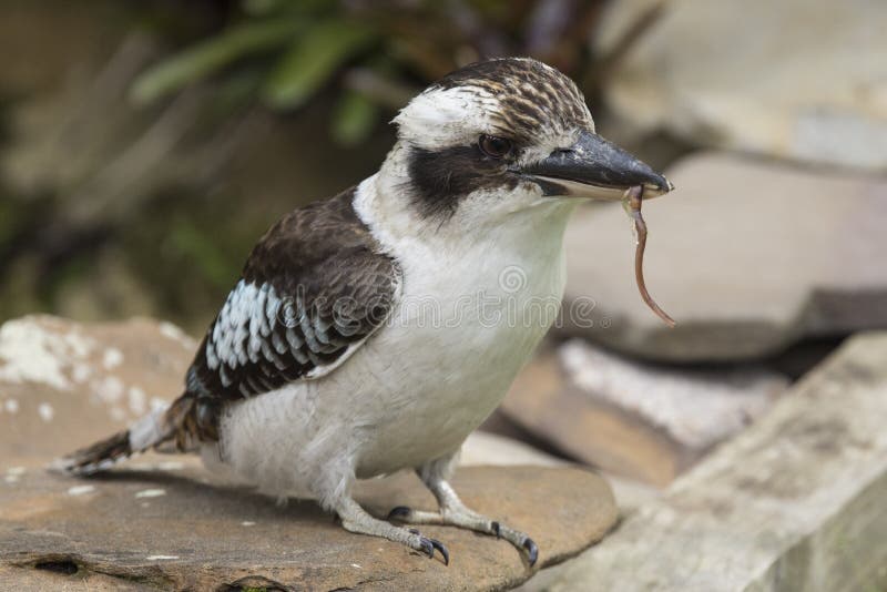 Kookaburra with worm stock image. Image of perch, kookaburra - 22341779