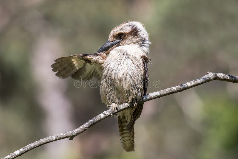 Laughing Kookaburra stock image. Image of dacelo, preening - 189987015