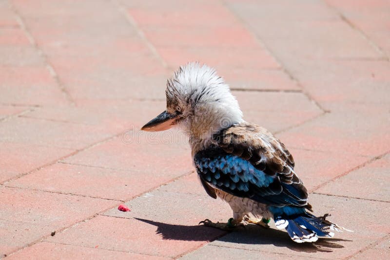 Laughing koala stock photo. Image of australia, koala - 106871642