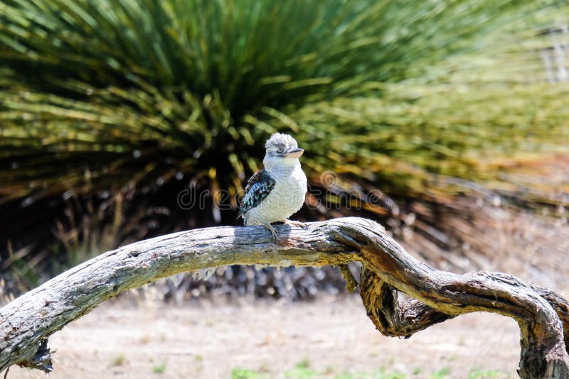 Laughing koala stock photo. Image of australia, koala - 106871642