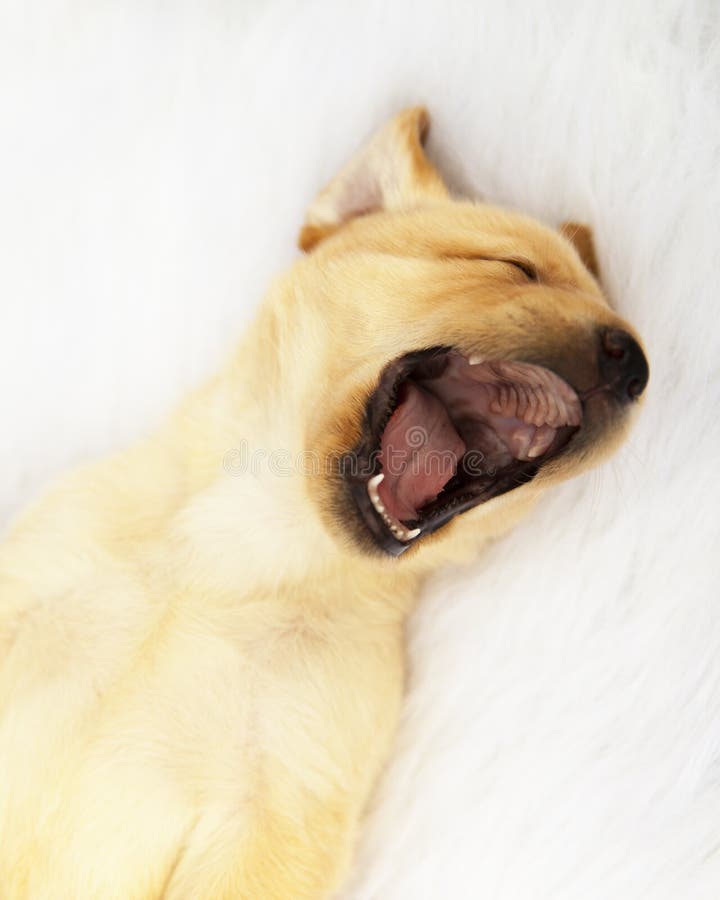 Laughing Lab Puppy stock image. Image of laughing, cute - 31158565