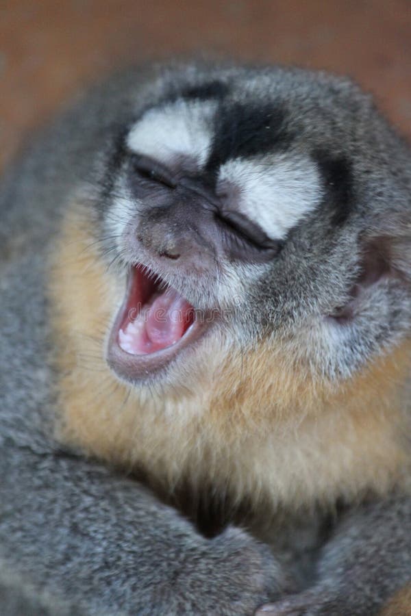 Laughing Monkey stock photo. Image of tropical, forest - 41837244