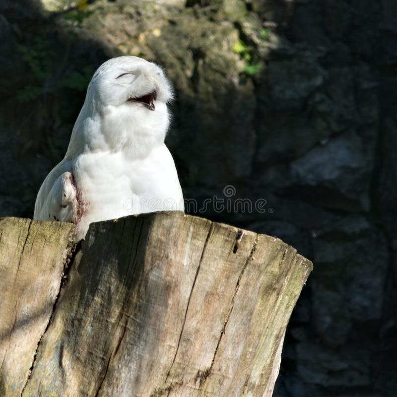 The laughing owl stock photo. Image of birding, raptor - 167730038
