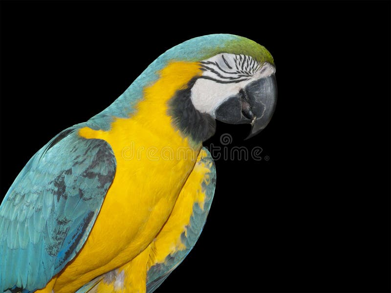 The laughing parrot stock photo. Image of animal, bird - 14892114