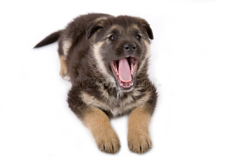 Laughing Puppy stock image. Image of silly, small, shepherd - 34988703