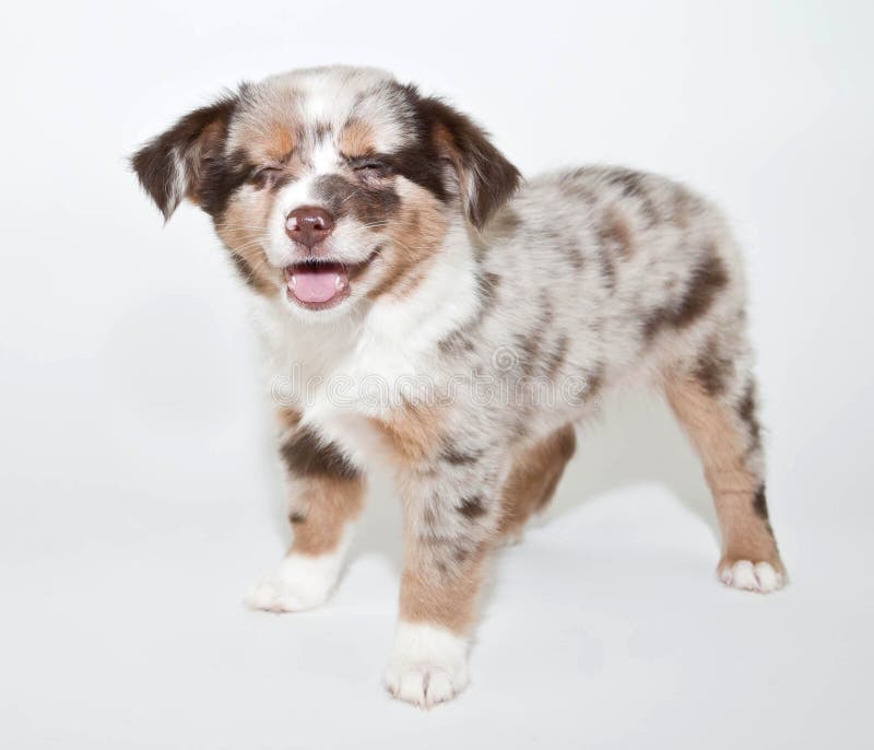 Laughing Puppy stock photo. Image of puppy, sweet, adorable - 37547290