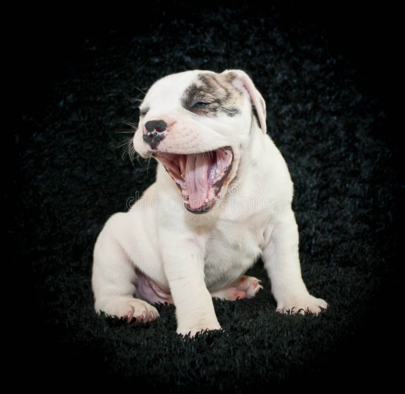 Laughing Puppy stock image. Image of silly, small, shepherd - 34988703