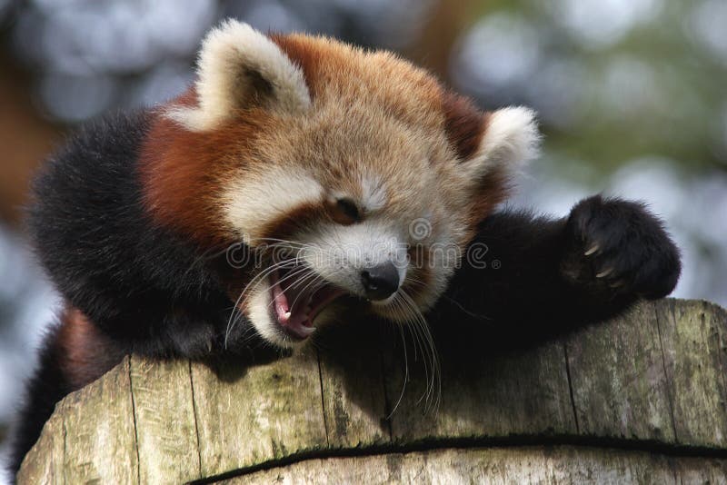 Laughing Red Panda stock photo. Image of portrait, trees - 6661152