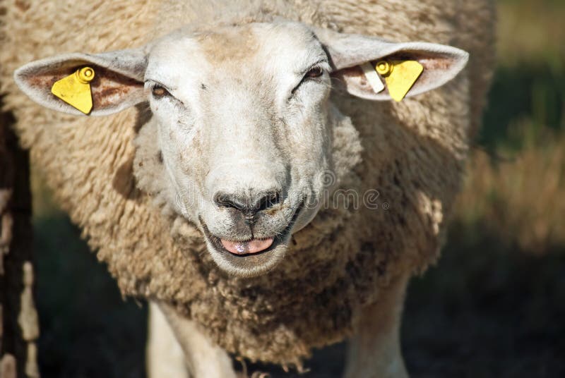Laughing sheep stock photo. Image of single, livestock - 27072362
