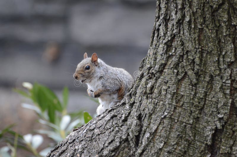 Laughing Squirrel stock photo. Image of smiling, stump - 26746910