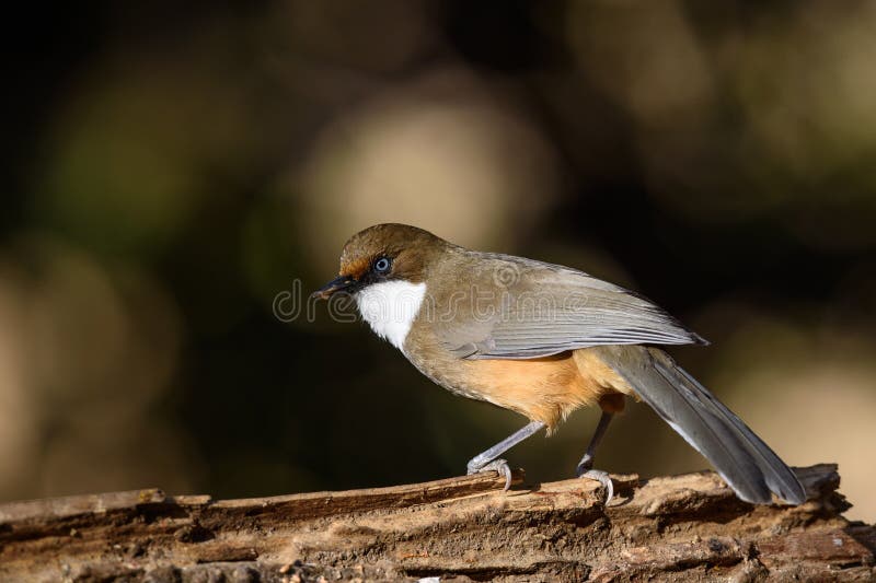 Laughing thrush stock image. Image of thrush, mountains - 113094101