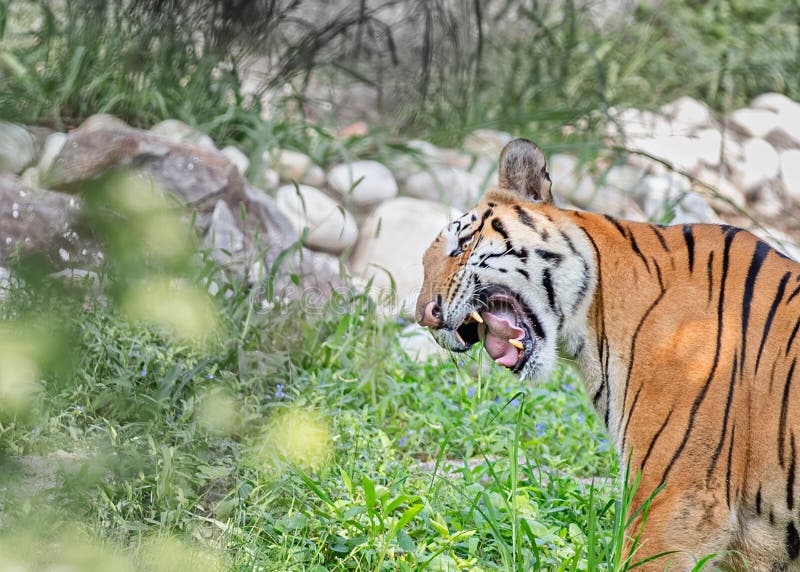 Laughing Tiger in the Ground Stock Photo - Image of dangerous, creature ...