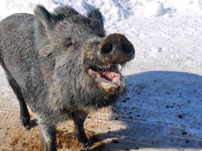 Laughing wild boar stock photo. Image of nose, laughing - 73731258