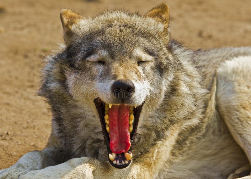 Laughing Wolf stock image. Image of curiosity, wolf, carnivore - 60704591