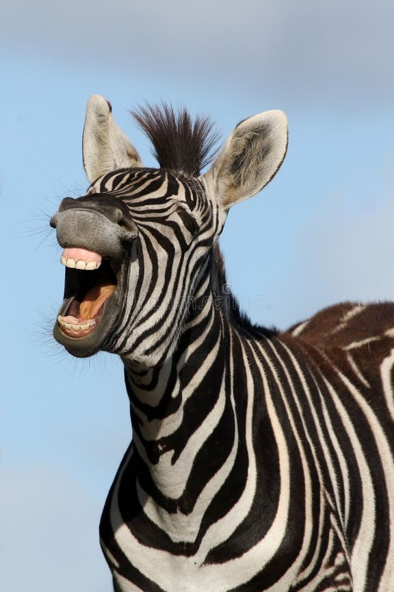 Laughing Zebra stock image. Image of chuckle, mammal - 12757349