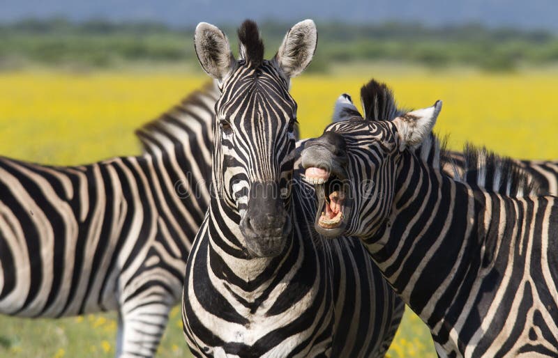 Laughing Zebra stock photo. Image of mammal, wildlife - 18668534