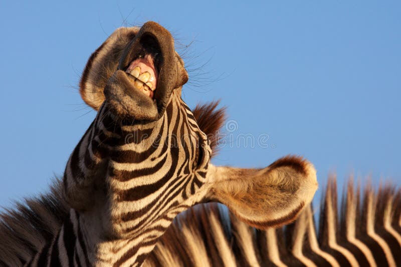 319 Laughing Zebra Stock Photos - Free & Royalty-Free Stock Photos from ...
