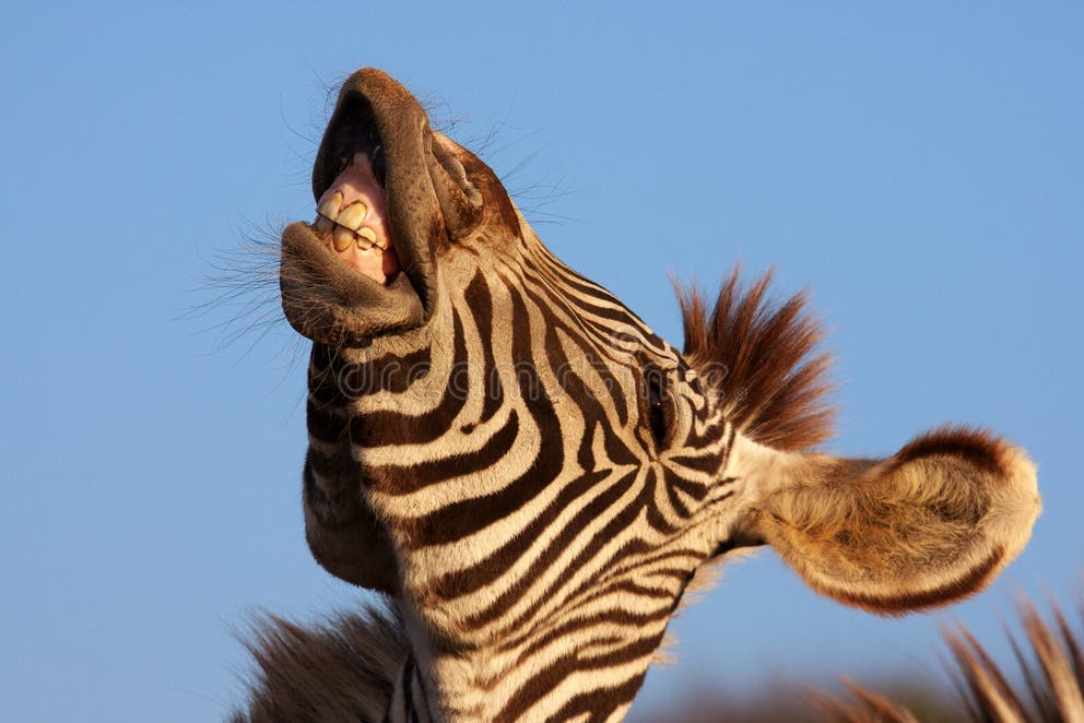 Laughing zebra stock photo. Image of color, africa, portrait - 7682040