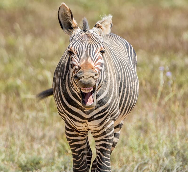 319 Laughing Zebra Stock Photos - Free & Royalty-Free Stock Photos from ...